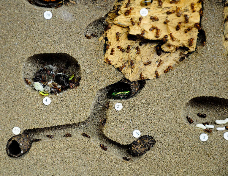 Biology School Teaching Display Anthill of the Red Wood Ant at 1stDibs