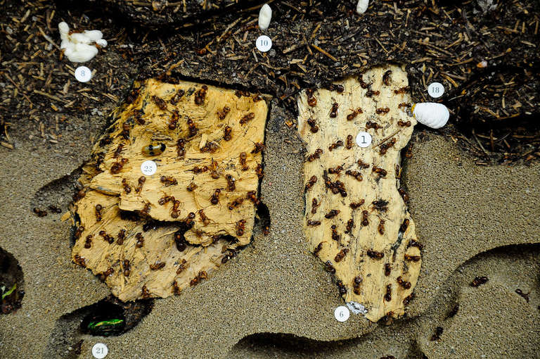 Biology School Teaching Display Anthill of the Red Wood Ant at 1stDibs