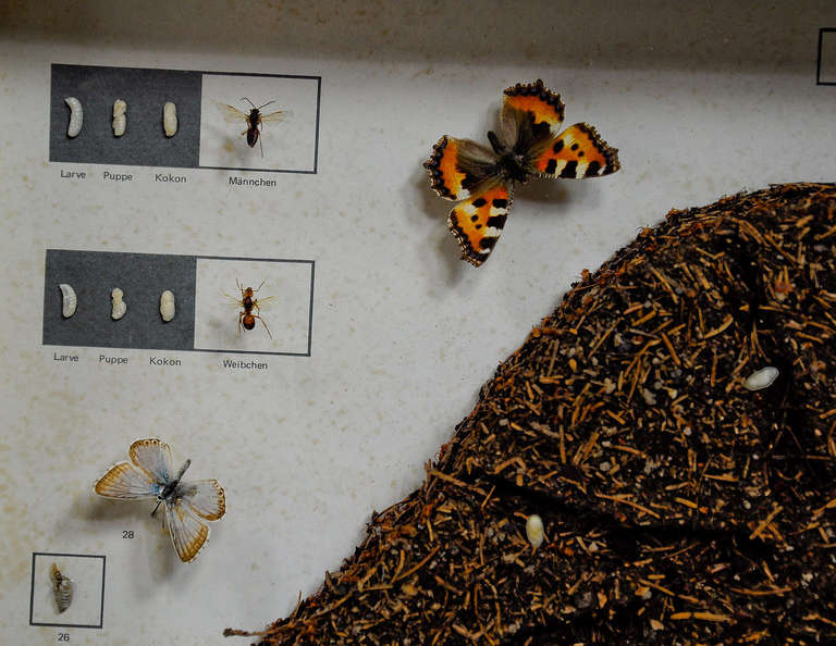 Biology School Teaching Display Anthill of the Red Wood Ant at 1stDibs