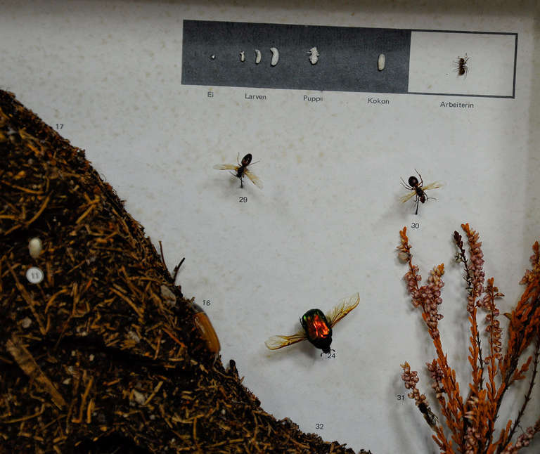 Biology School Teaching Display Anthill of the Red Wood Ant at 1stDibs