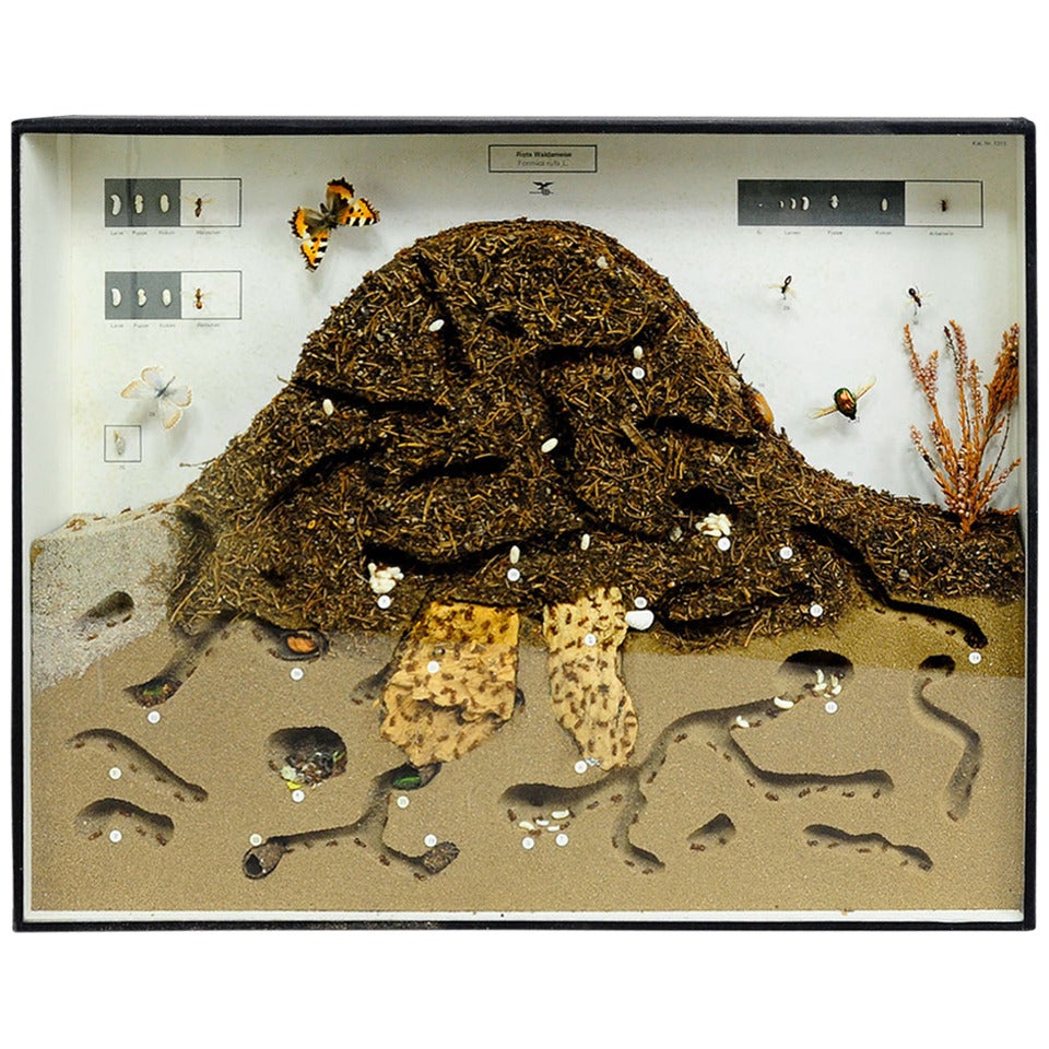 Biology School Teaching Display Anthill of the Red Wood Ant at 1stDibs ...