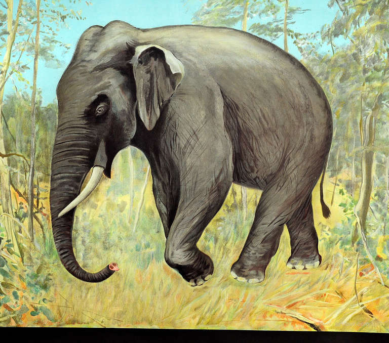 Vintage School Wall Chart, Elephant Bone Structure at 1stDibs