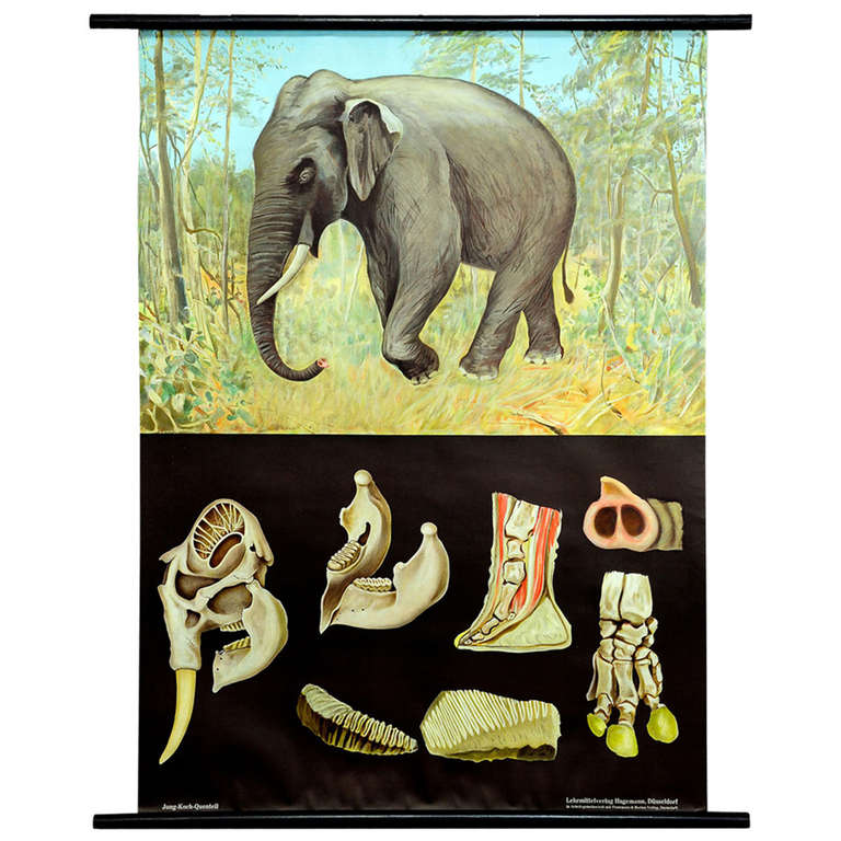 Vintage School Wall Chart, Elephant Bone Structure at 1stDibs