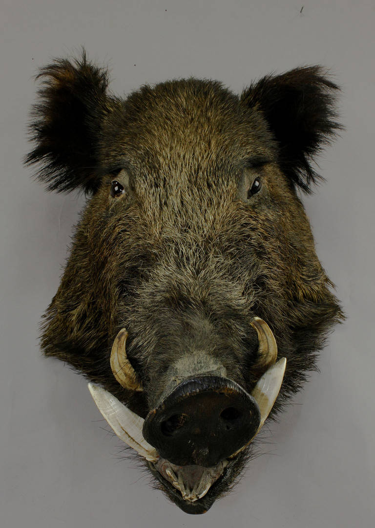 Wild Boar's Head Taxidermy at 1stDibs