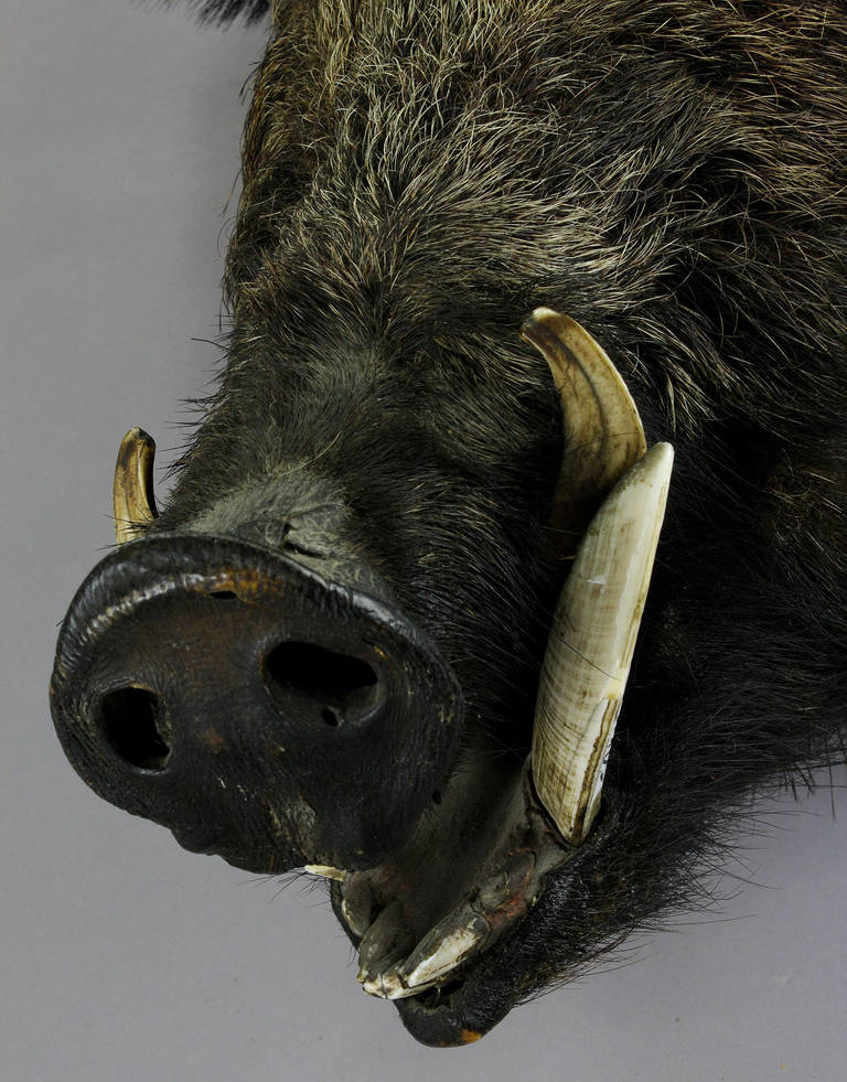 Wild Boar's Head Taxidermy at 1stDibs