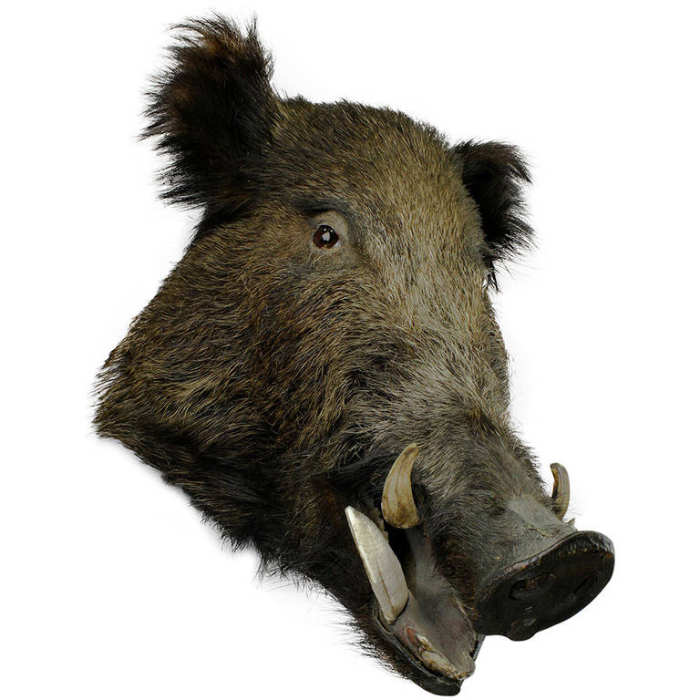 Wild Boar's Head Taxidermy at 1stDibs