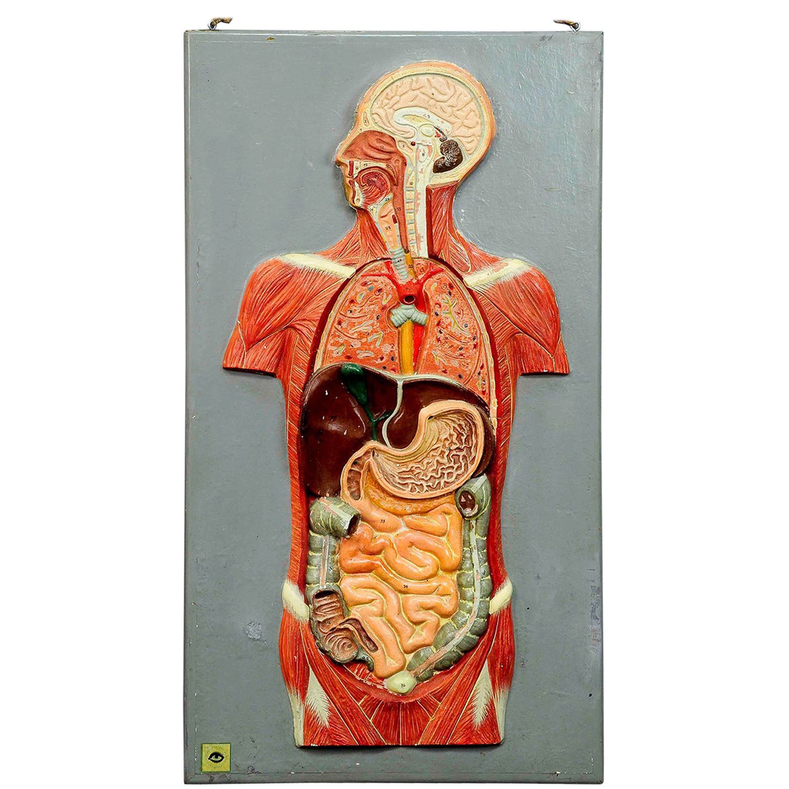 Antique Teaching Aid Human Torso Model on Wooden Plate at 1stDibs