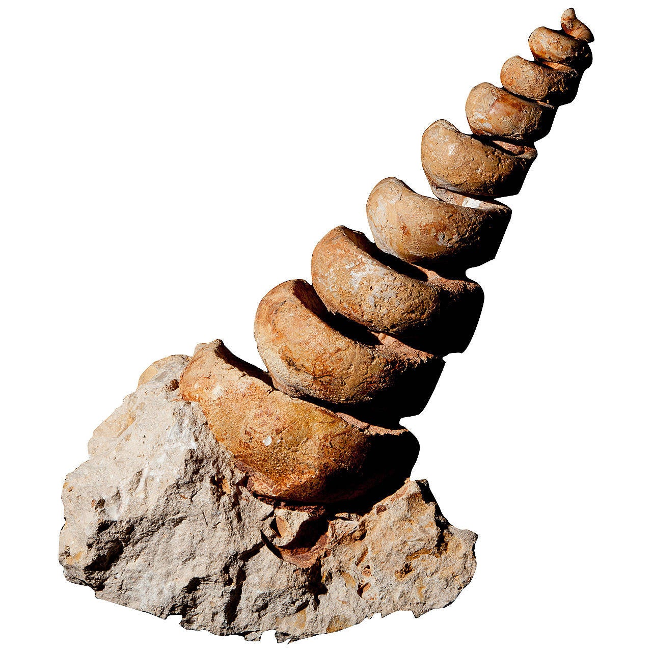 Freestanding Giant Turritella from Italy at 1stdibs