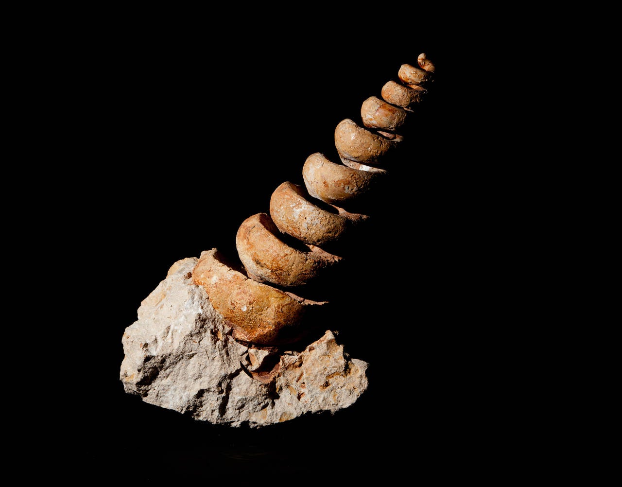 Freestanding Giant Turritella from Italy at 1stdibs