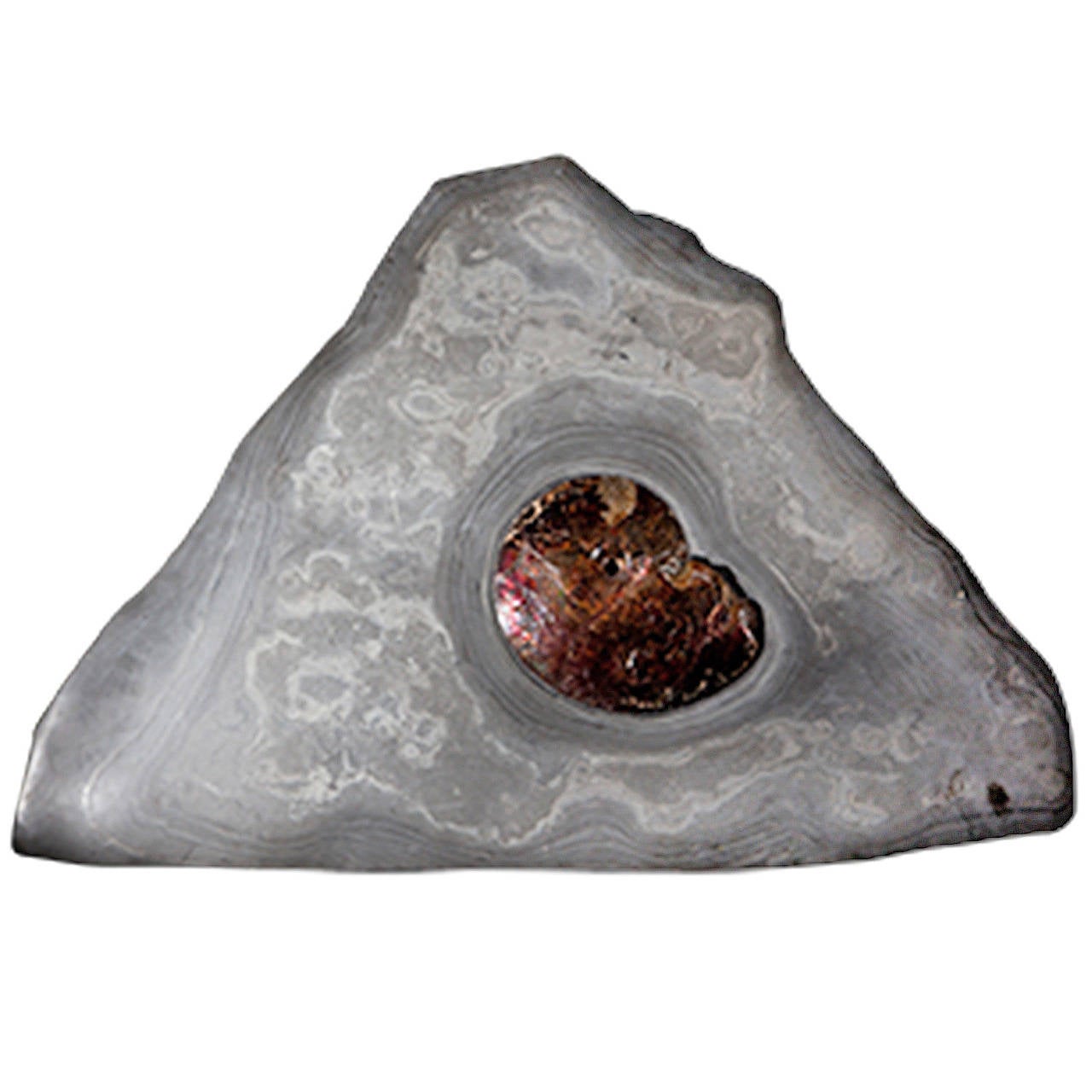 Iridescent Fossil Ammonite from Russia at 1stDibs
