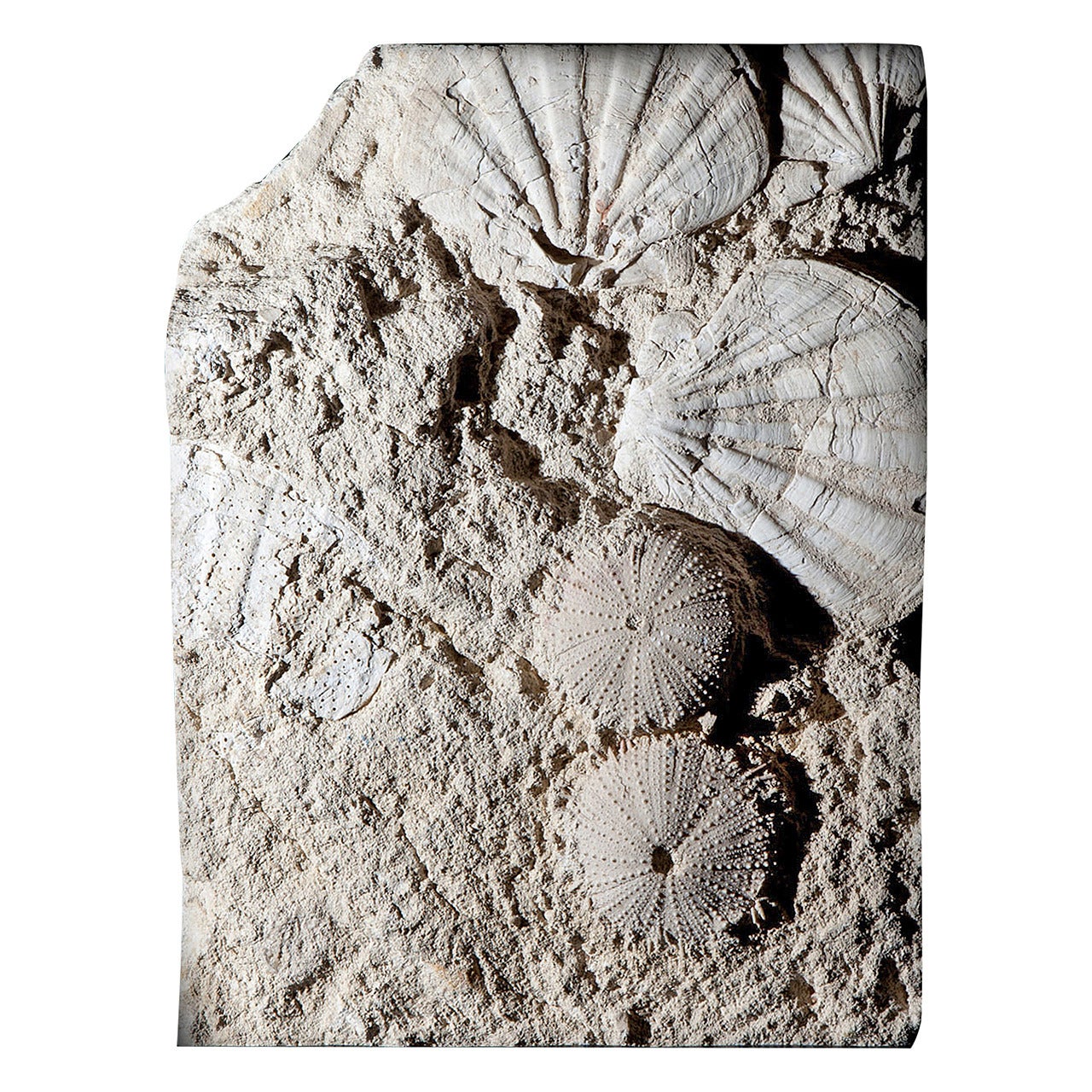 Sea Urchin and Pecten Fossil, France at 1stDibs
