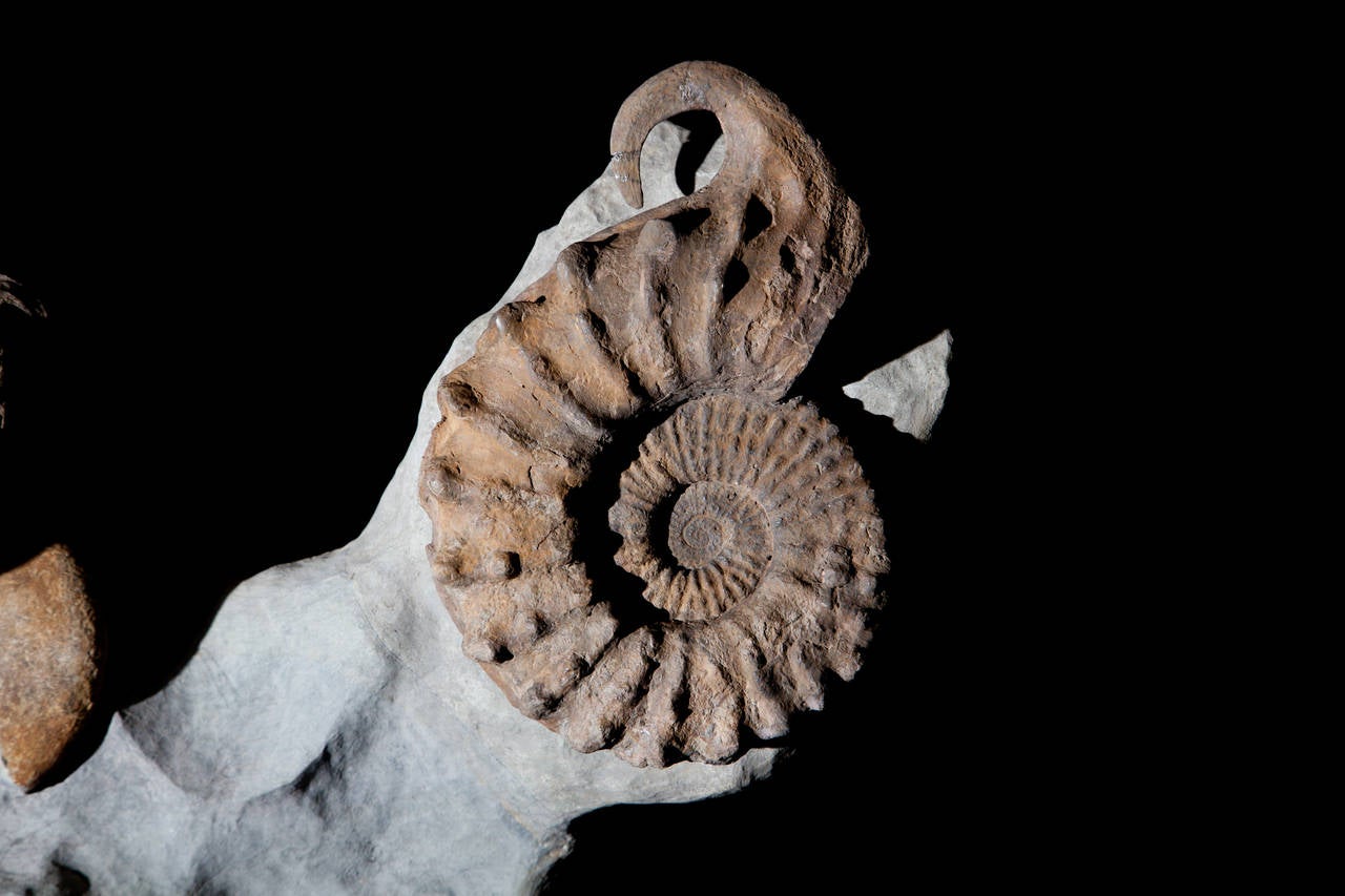 Freestanding Ammonite Piece, Anisoceras sp, Mortoniceras sp ...