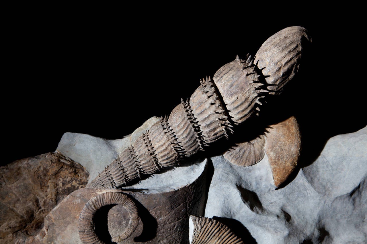 Freestanding Ammonite Piece, Anisoceras sp, Mortoniceras sp ...