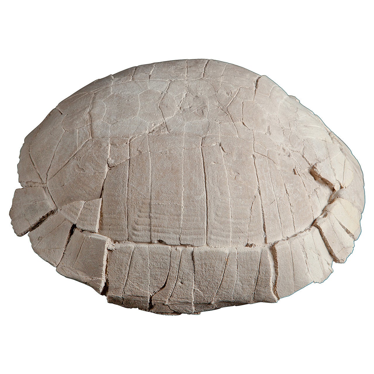 Fossil Turtle Shell at 1stDibs | fossilized turtle shell, fossil turtle ...