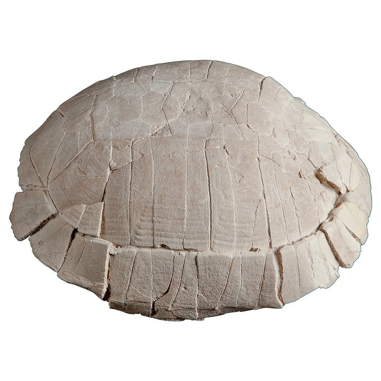 Fossil Turtle Shell at 1stDibs | fossilized turtle shell, fossil turtle ...