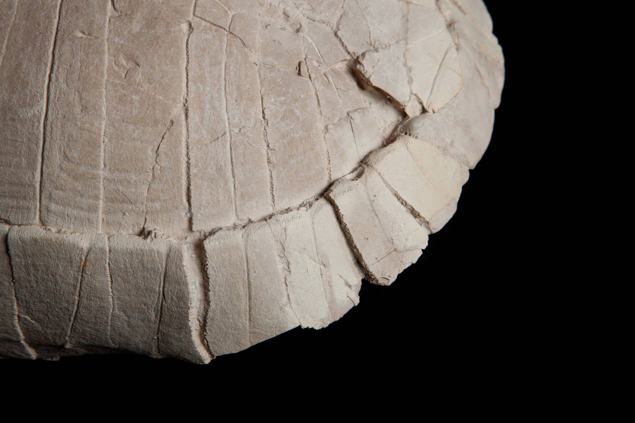 Fossil Turtle Shell at 1stDibs | fossilized turtle shell, fossil turtle ...