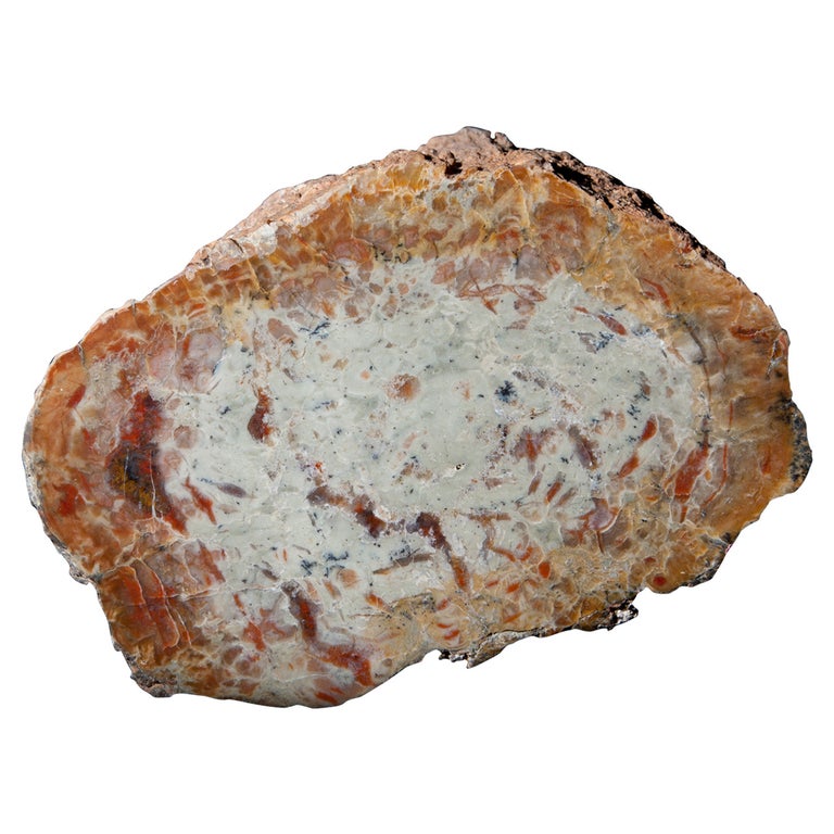 Agatized Dinosaur Coprolite at 1stDibs