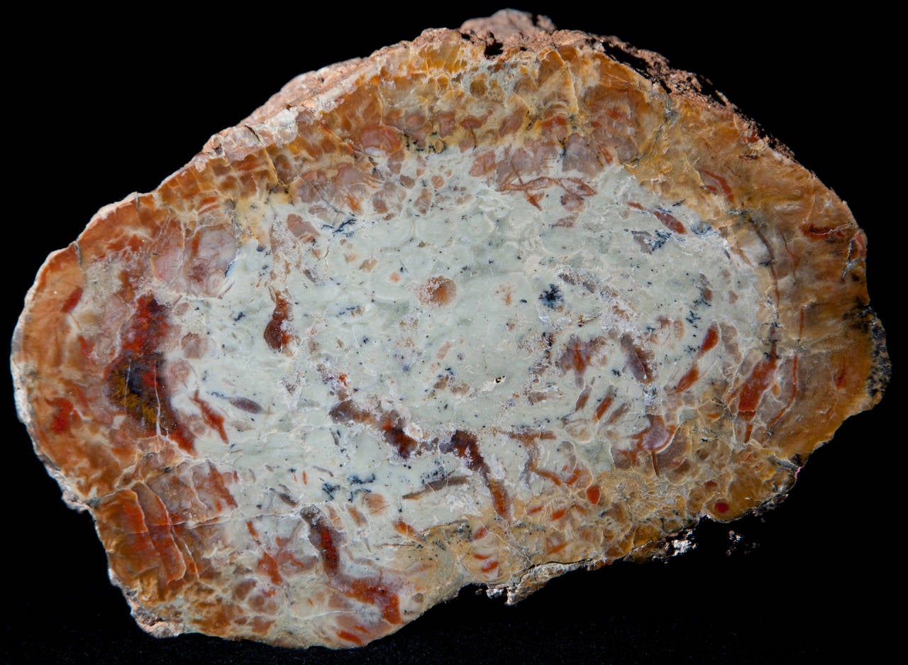 Agatized Dinosaur Coprolite at 1stDibs