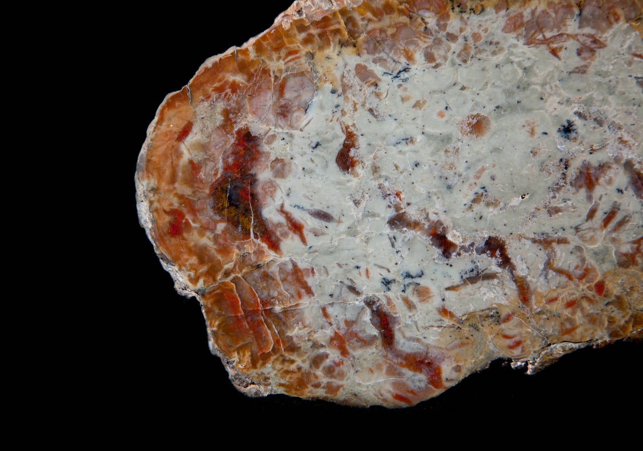 Agatized Dinosaur Coprolite at 1stDibs | agatized coprolite, coprolite ...