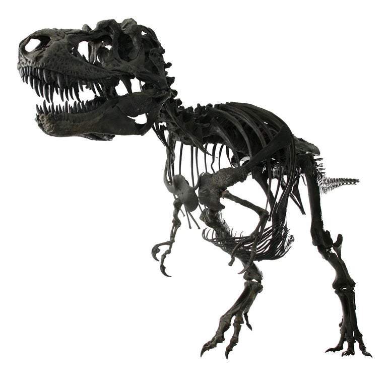 Complete Life-Size Dinosaur (Gorgosaurus) Skeleton Cast For Sale at ...