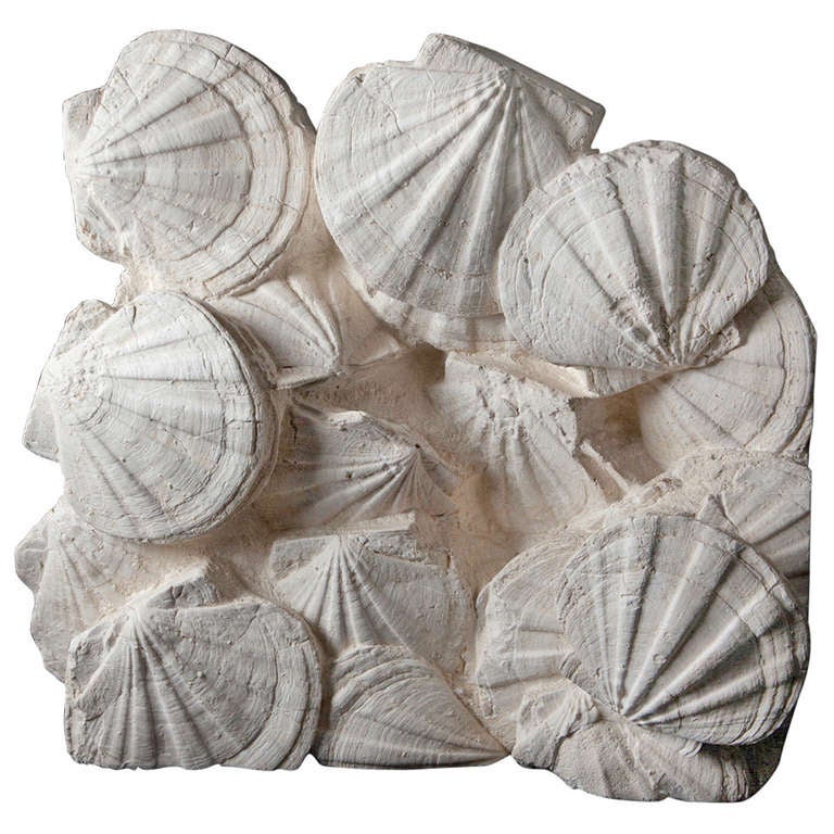 Freestanding Pecten Block (fossilised Scallop Shells) at 1stDibs