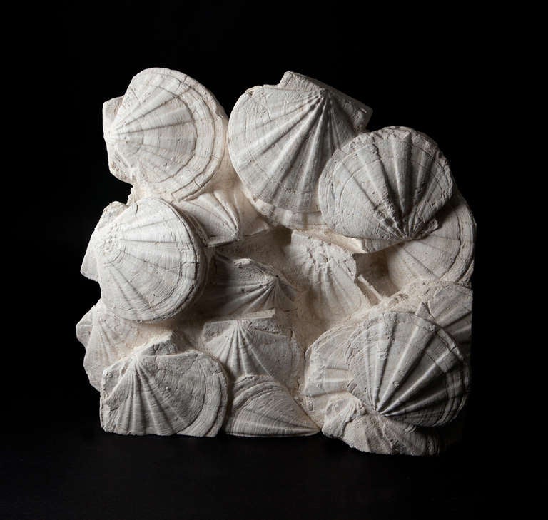 Freestanding Pecten Block (fossilised Scallop Shells) at 1stDibs