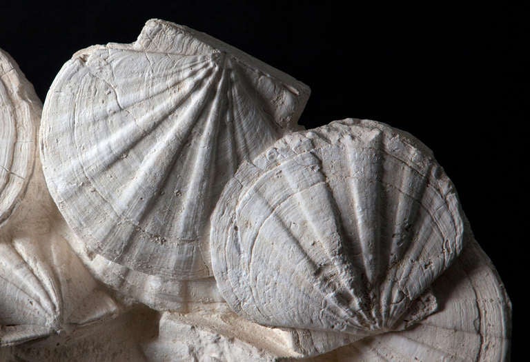 Freestanding Pecten Block (fossilised Scallop Shells) at 1stDibs
