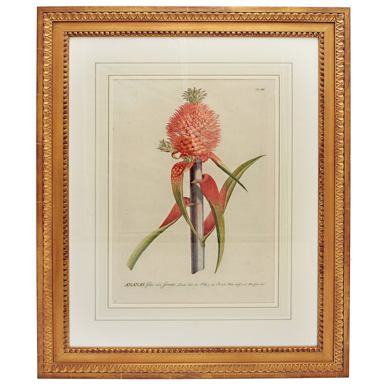 18th Century George Dionysius Ehret Botanical Print For Sale at 1stDibs