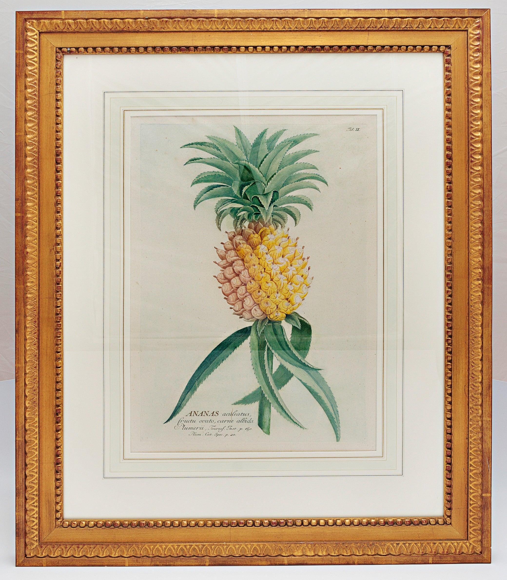 18th Century Georg Dionysius Ehret Botanical Print of a Pineapple at ...
