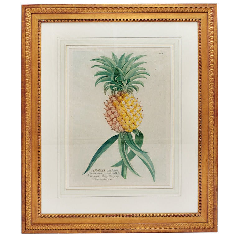 18th Century Georg Dionysius Ehret Botanical Print of a Pineapple at ...