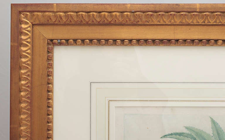 18th Century Georg Dionysius Ehret Botanical Print of a Pineapple at ...