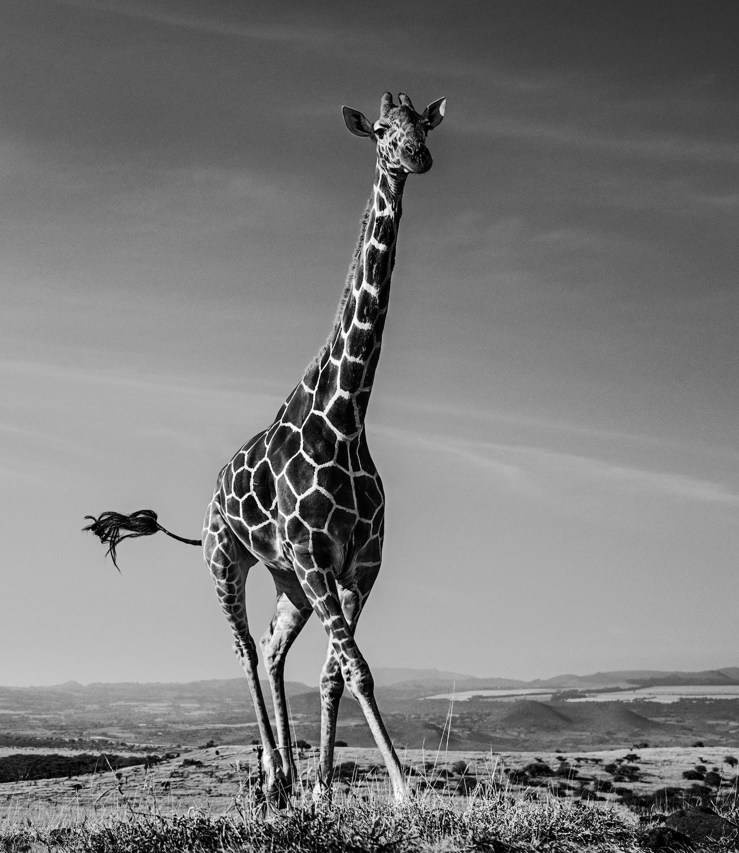 David Yarrow - Goodfellas - David Yarrow, Black and White Photography ...