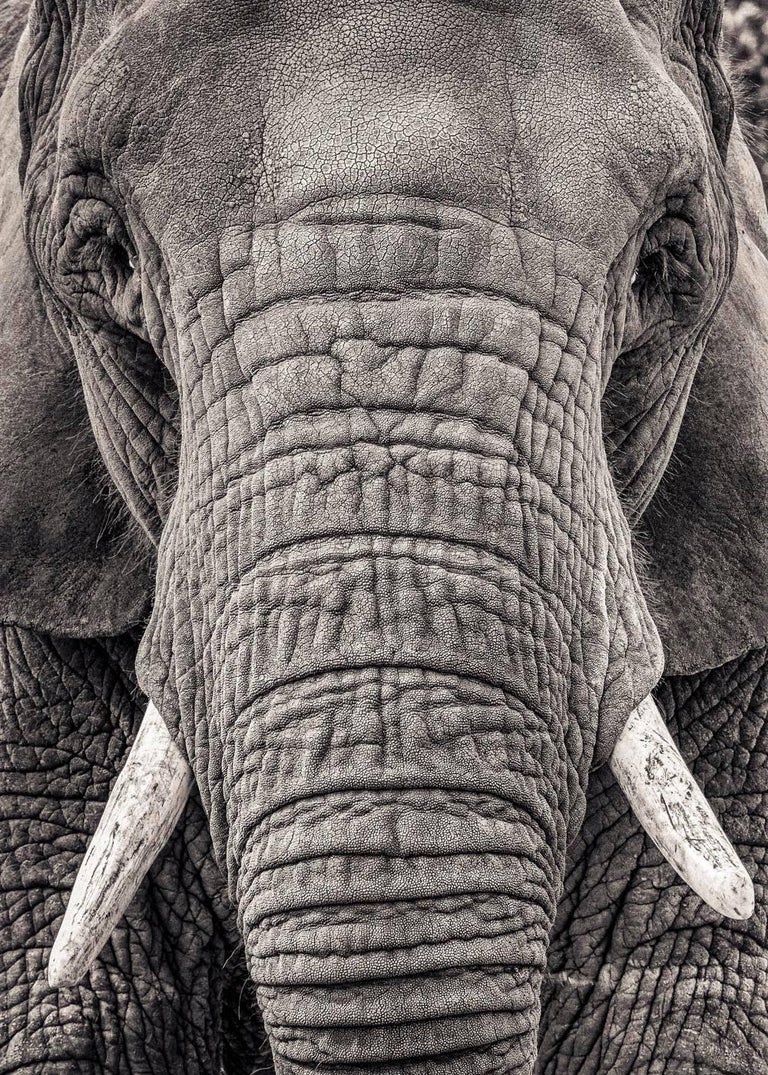 Paul Coghlin - Portrait of an Elephant III For Sale at 1stDibs