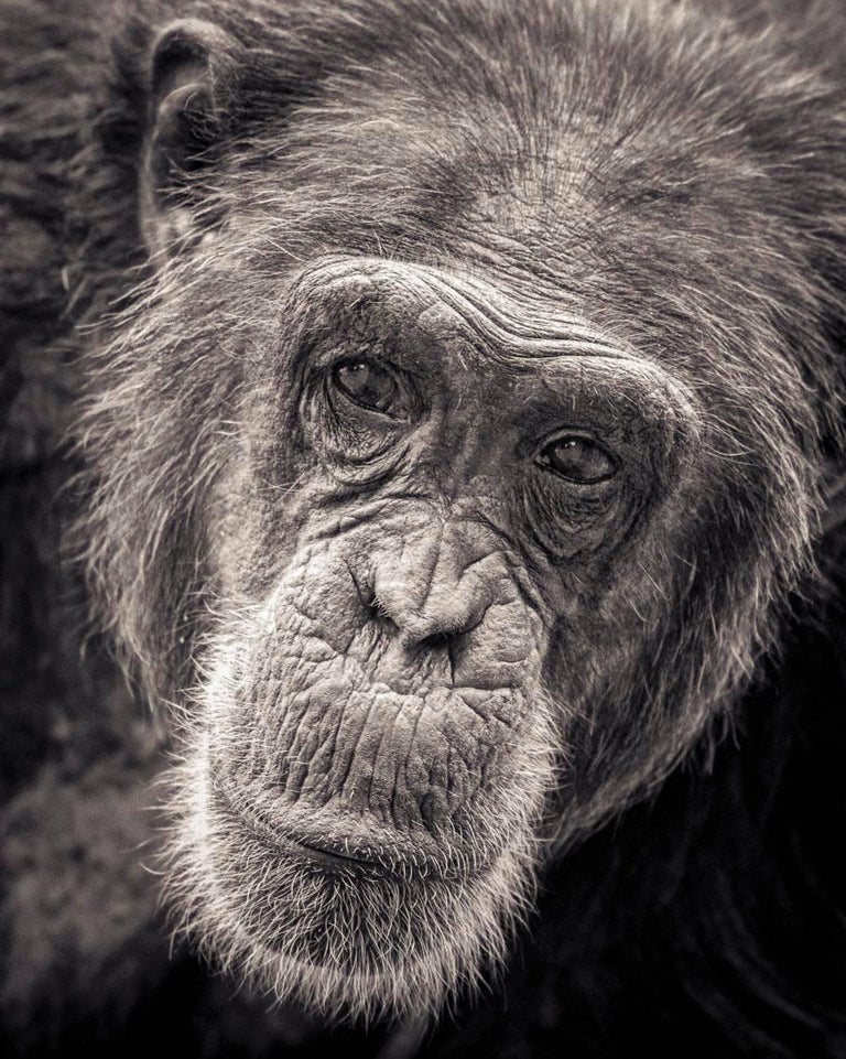 Paul Coghlin - Wondering For Sale at 1stDibs