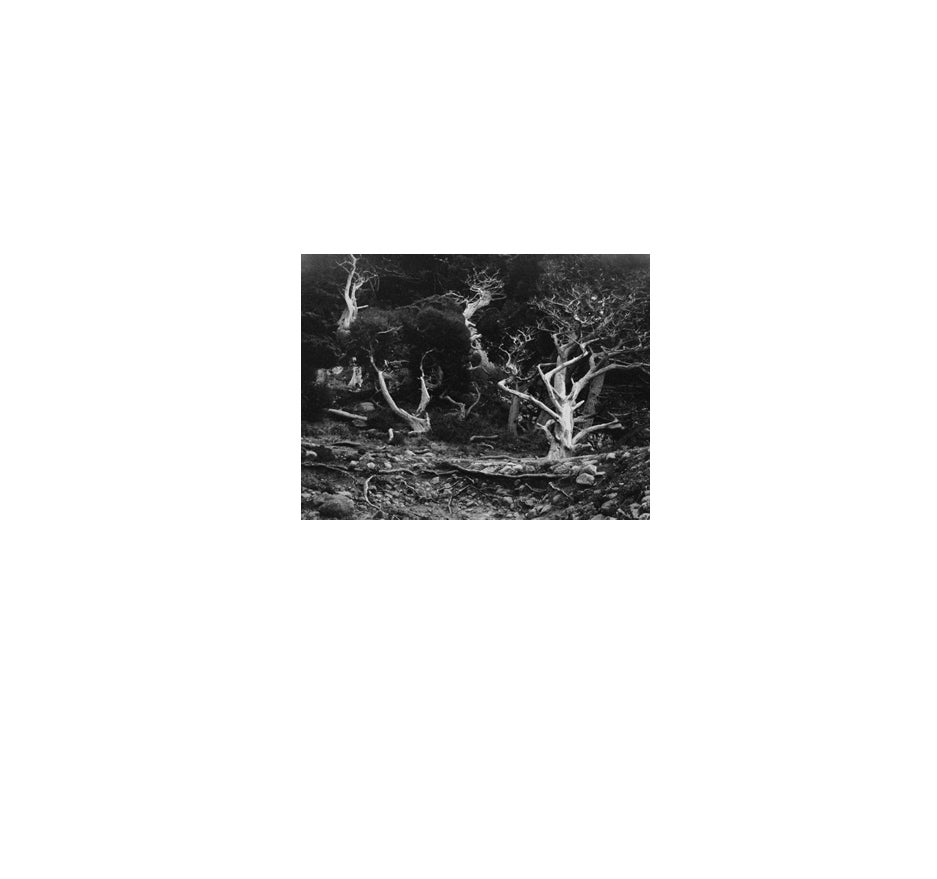 Edward Weston - Point Lobos, 1940 at 1stDibs