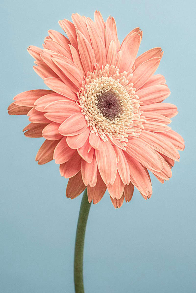 Paul Coghlin - Gerbera on Blue For Sale at 1stDibs