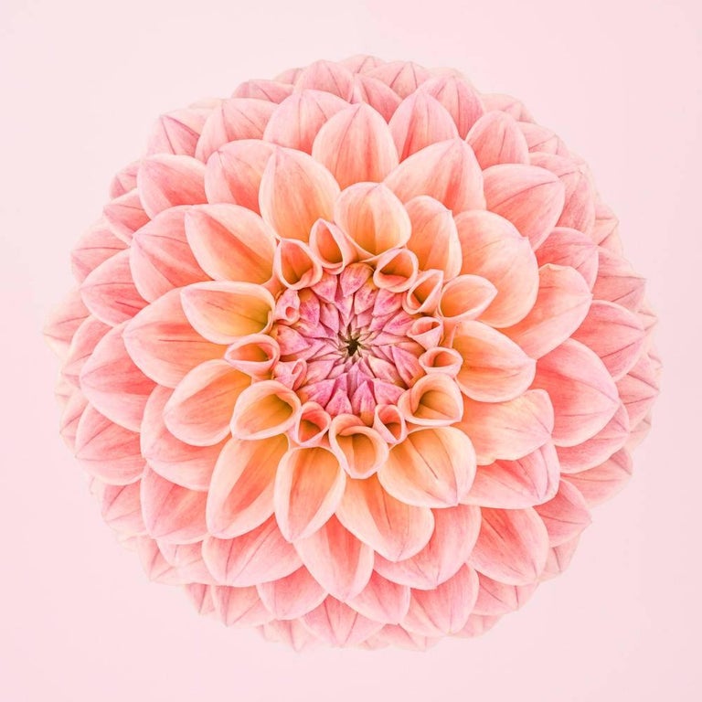 Paul Coghlin - Pink Dahlia Circle I For Sale at 1stDibs