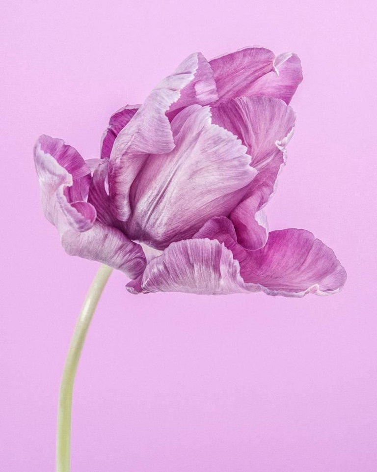 Paul Coghlin - Purple Parrot Tulip I For Sale at 1stDibs