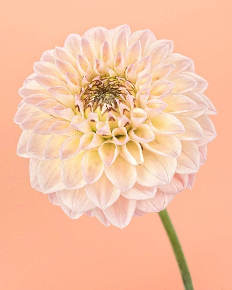 Paul Coghlin - Pink and Yellow Dahlia I For Sale at 1stDibs