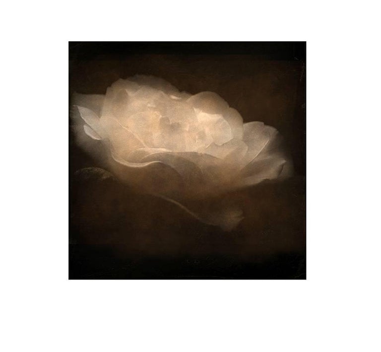Dale Johnson - The Rose For Sale at 1stDibs