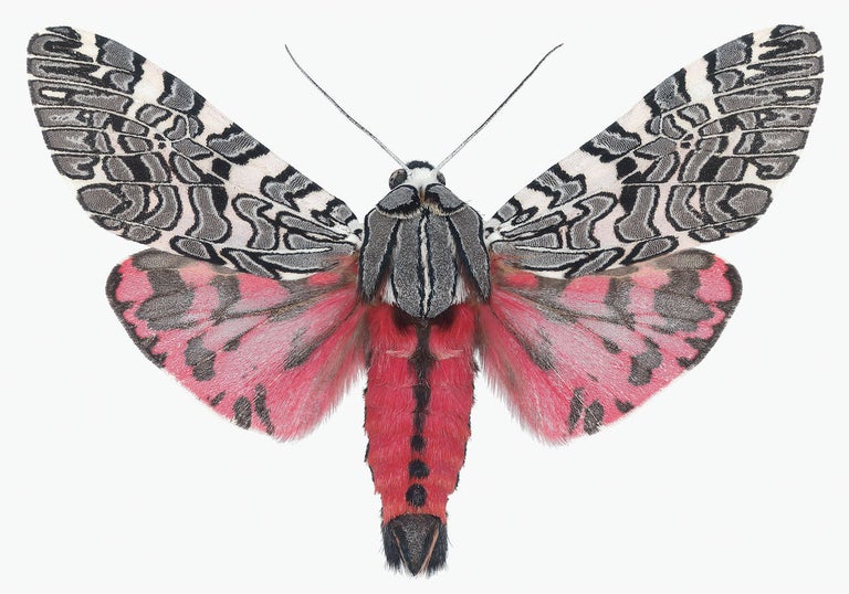 Joseph Scheer - Arachnis Picta For Sale at 1stDibs