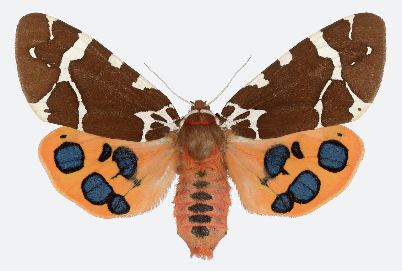 Joseph Scheer - Arctia Caja Americana For Sale at 1stDibs