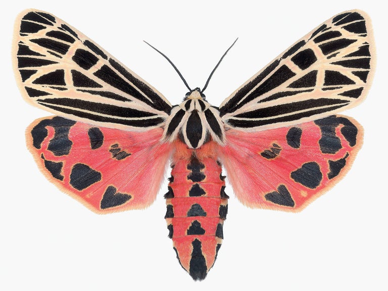 Joseph Scheer - Grammia Virgo Female For Sale at 1stDibs