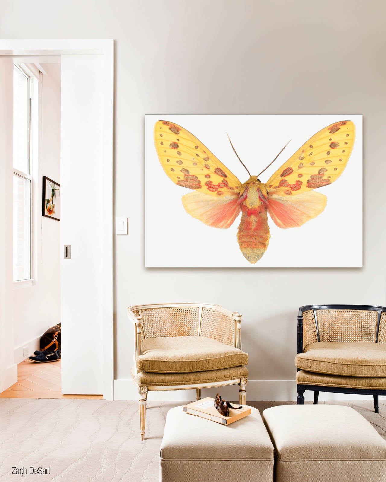 Joseph Scheer - Symphlebia Lophocampoides For Sale at 1stDibs