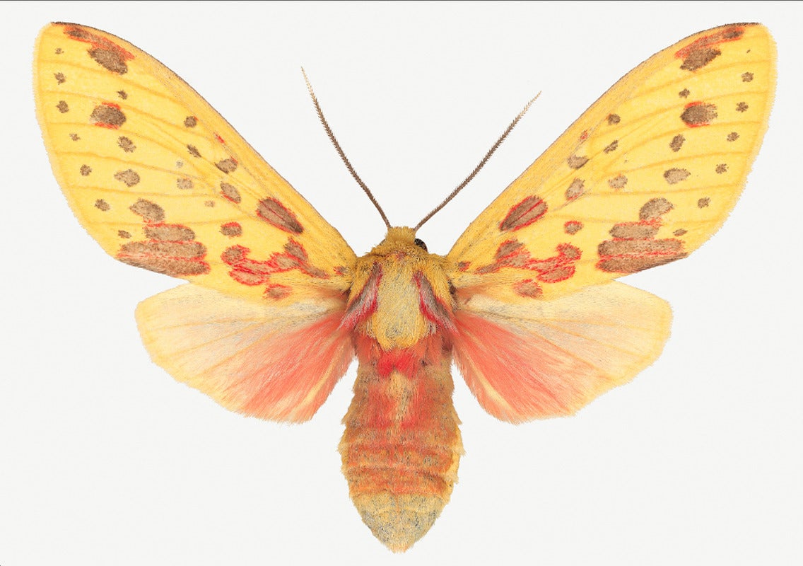 Joseph Scheer - Symphlebia Lophocampoides For Sale at 1stDibs