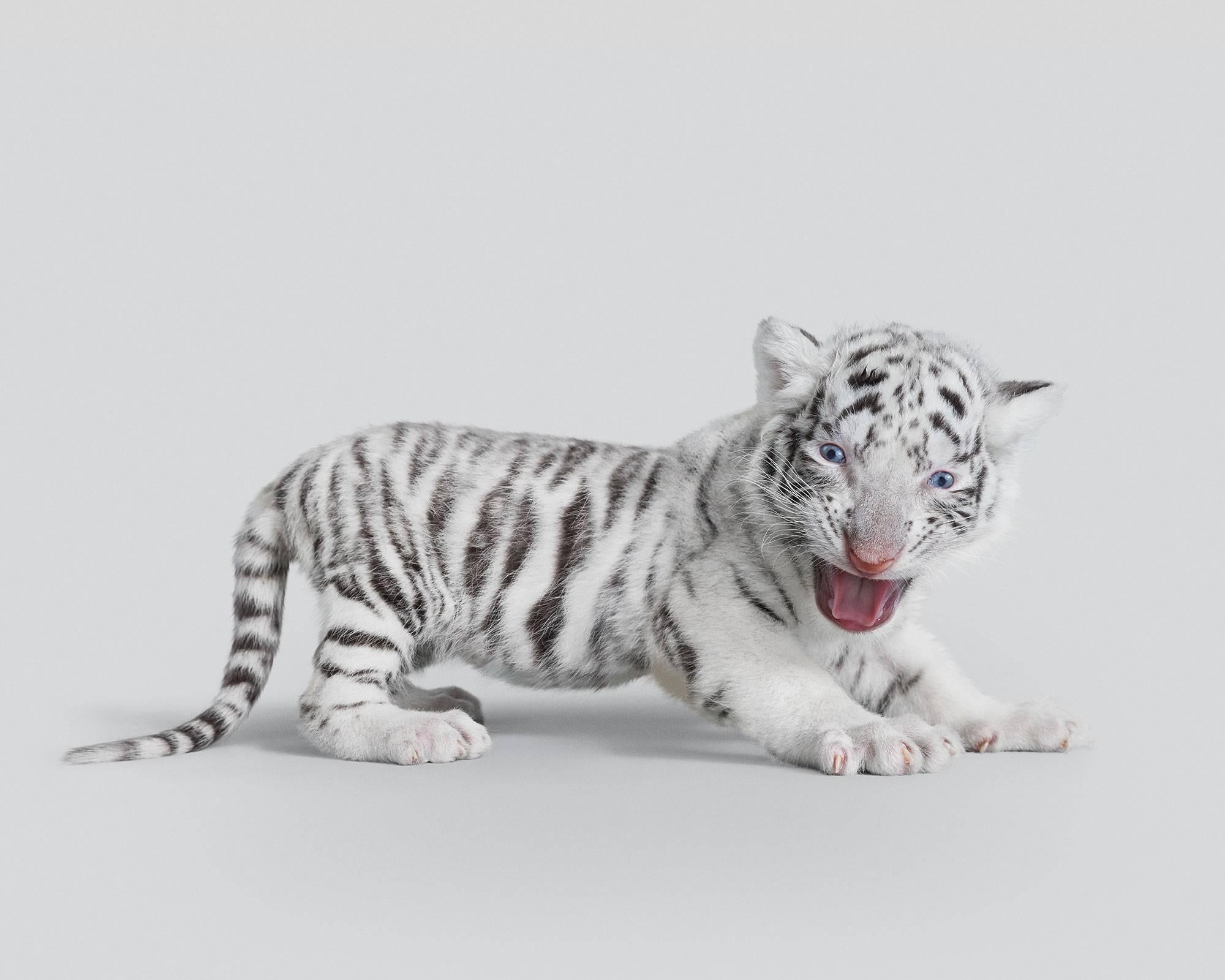 Randal Ford - White Tiger Cub For Sale at 1stDibs