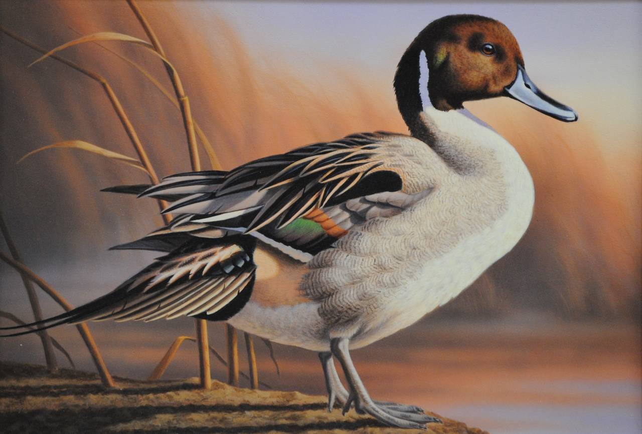 Pintail Painting