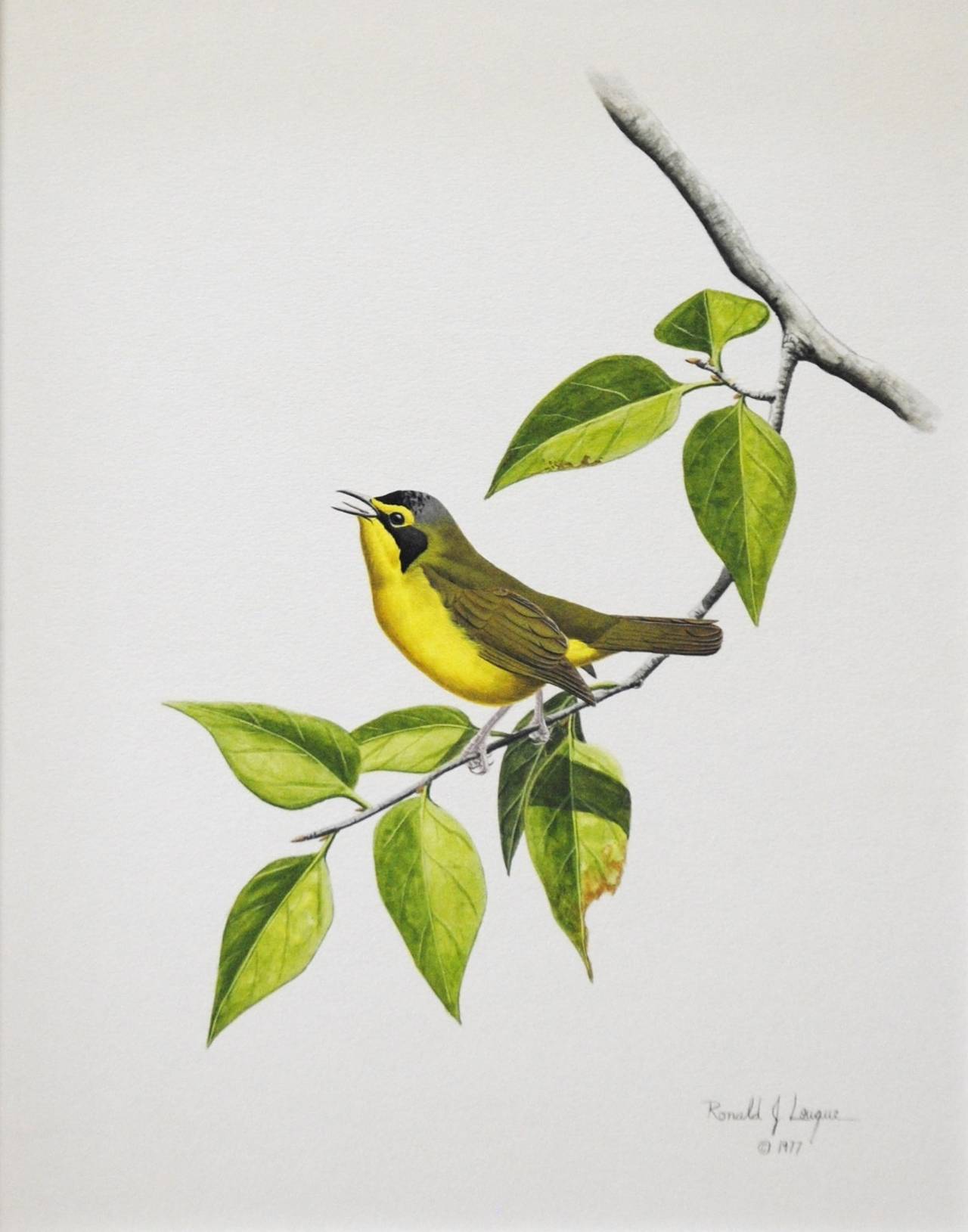 Ron Louque - Kentucky Warbler at 1stDibs