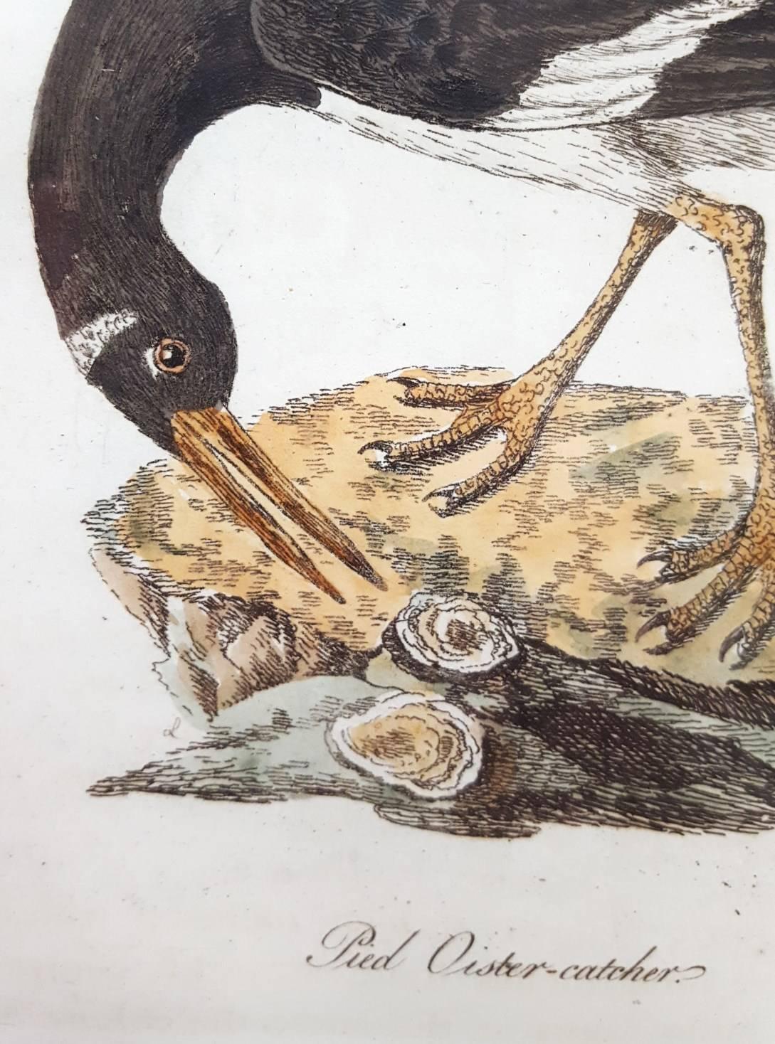 John Latham - General History of Birds For Sale at 1stdibs