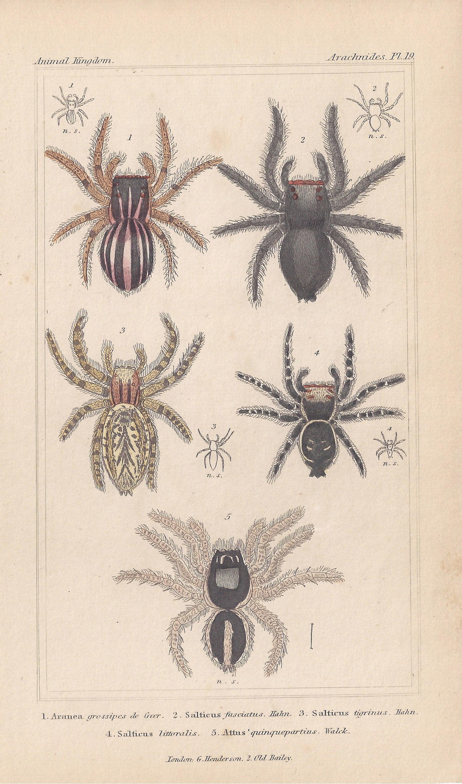Unknown - Spiders, antique English natural history engraving prints ...